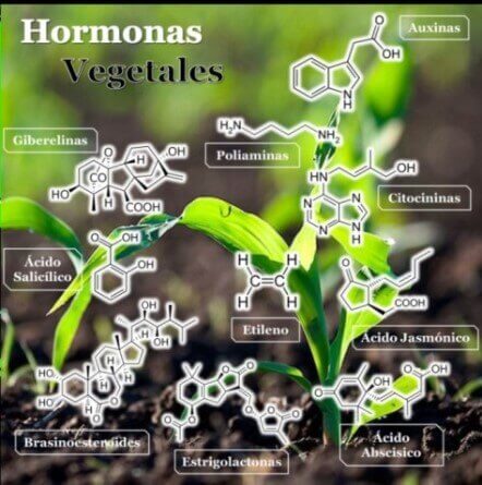Las Hormonas Vegetales en las Plantas | Intagri S.C.